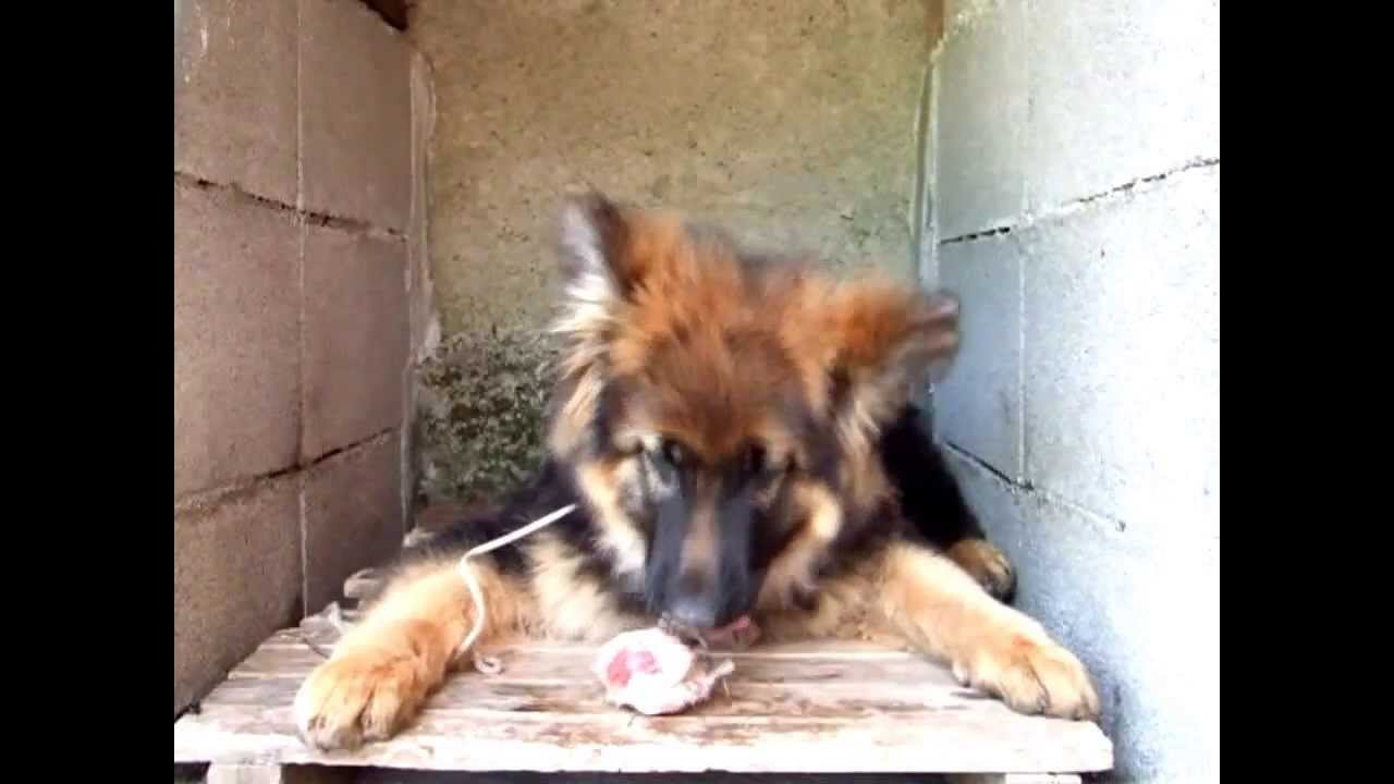 German Shepherd puppy eat whole raw chick / Pastor Gjerman ha nje zog ...