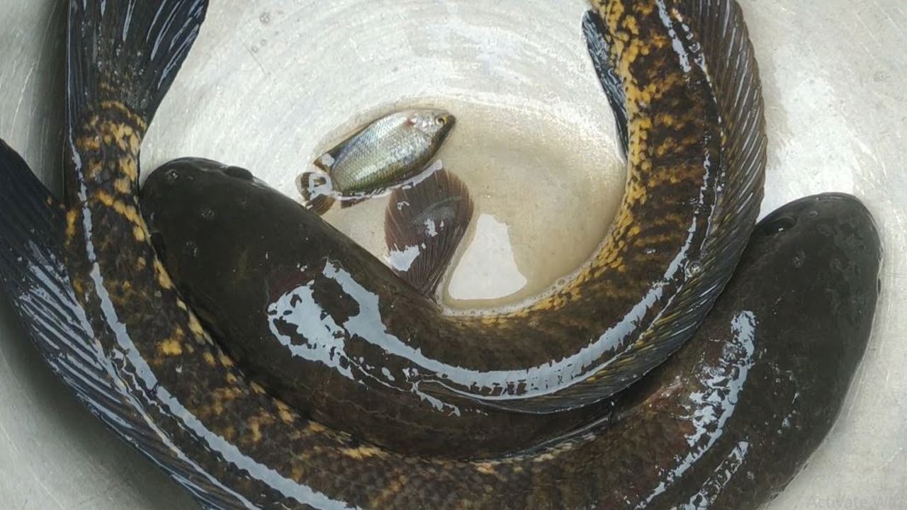 Amazing Fishing Trap ll Big Fish Catching Using by Hook in the Village ...