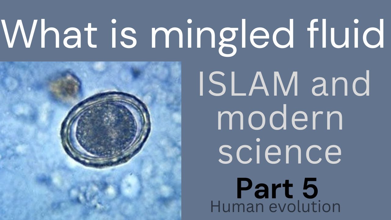 what is Mingled fluid | نطفہ امشاج کن رطوبات سے بنتا ہے| Islam and ...