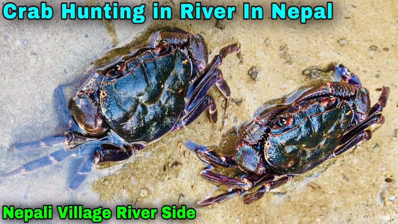 CRAB Hunting in River | Traditional Way of Searching Crab | Hunting ...