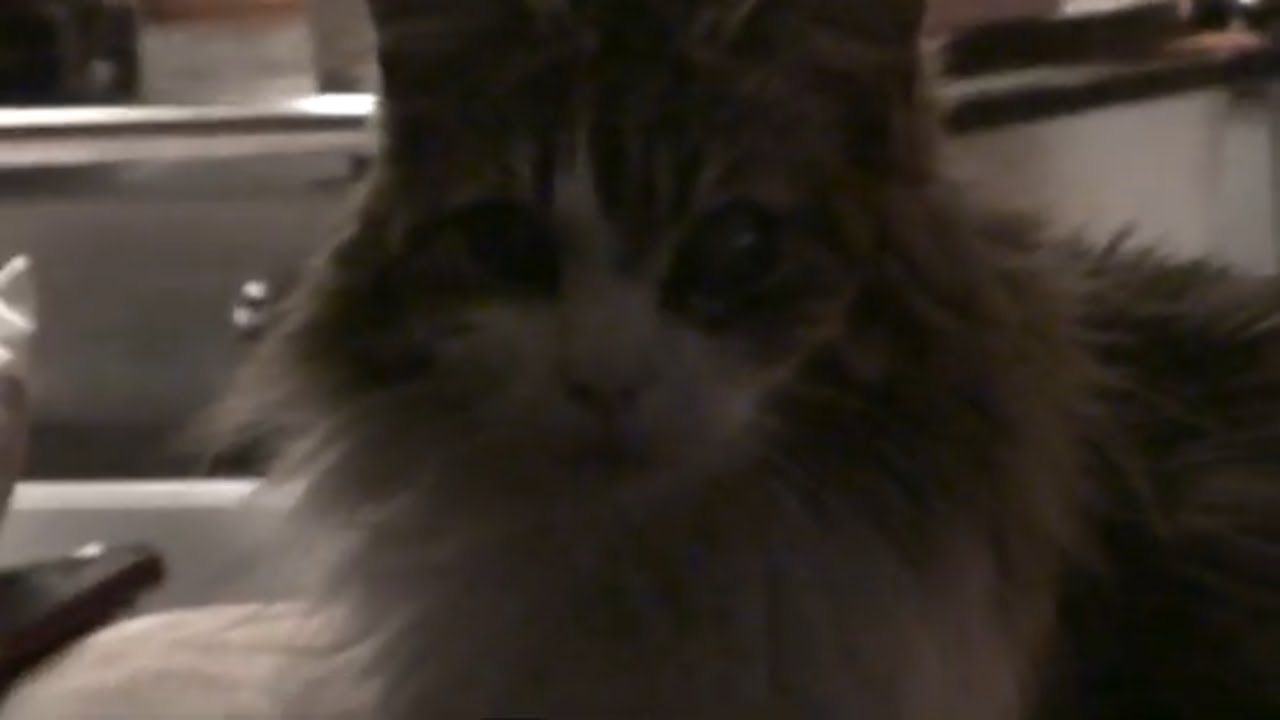 CREEPY KITTY - YouTube