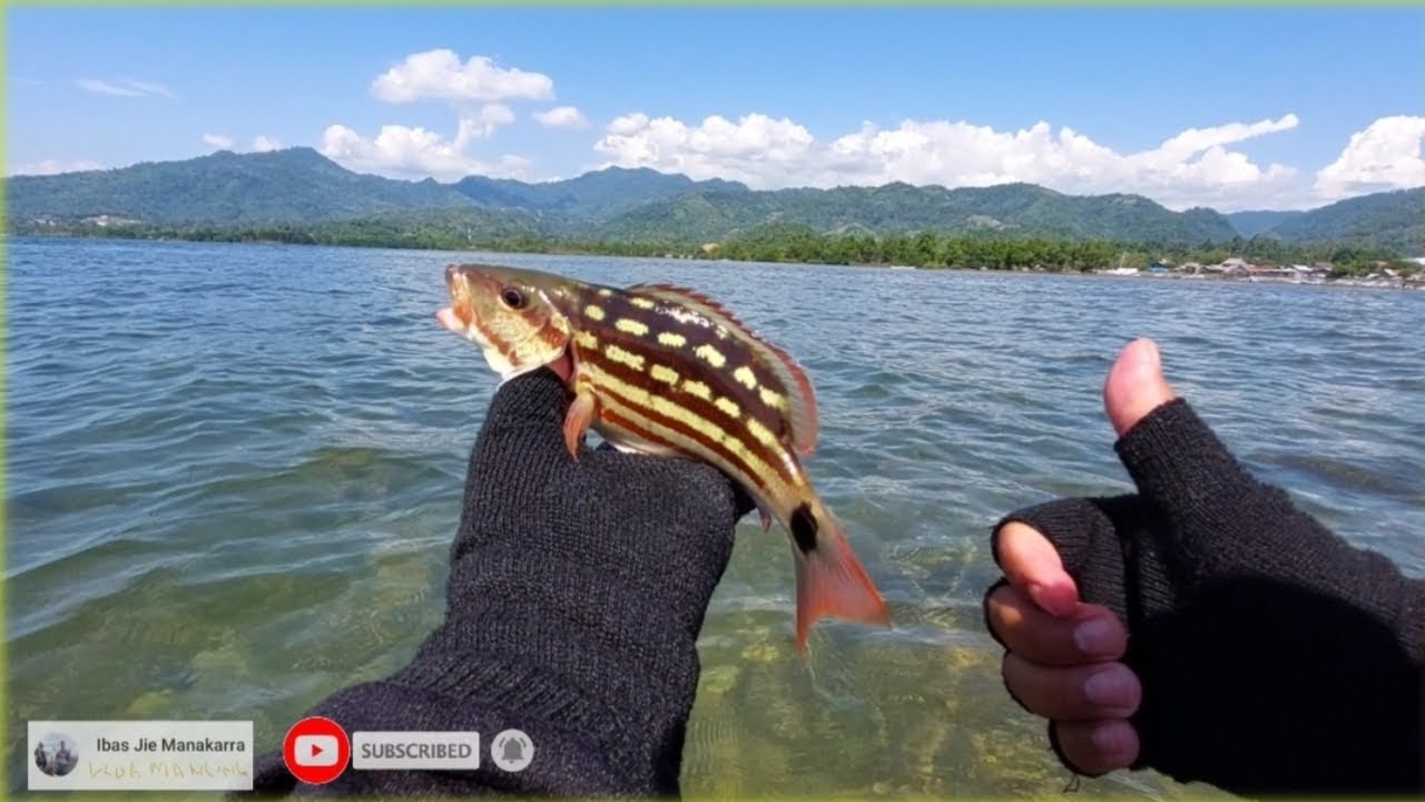 Mancing ikan kerapu & ikan katamba | cara ultralight fishing - YouTube