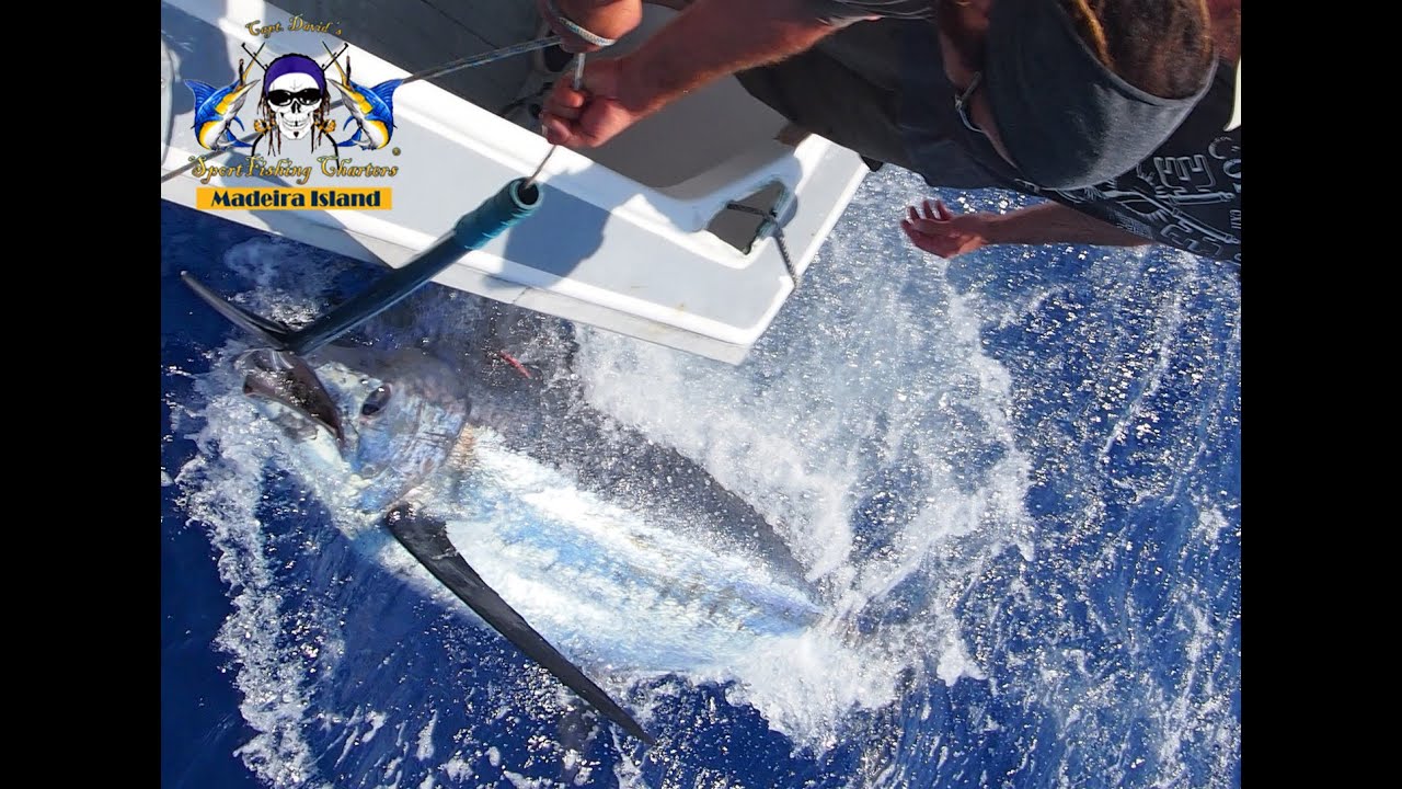 650lb. (300kg) Atlantic Blue Marlin, Fishing Madeira Island - YouTube