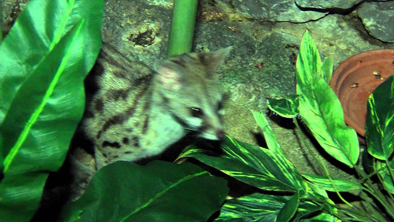 Large-spotted Genet Babies - Cincinnati Zoo - YouTube