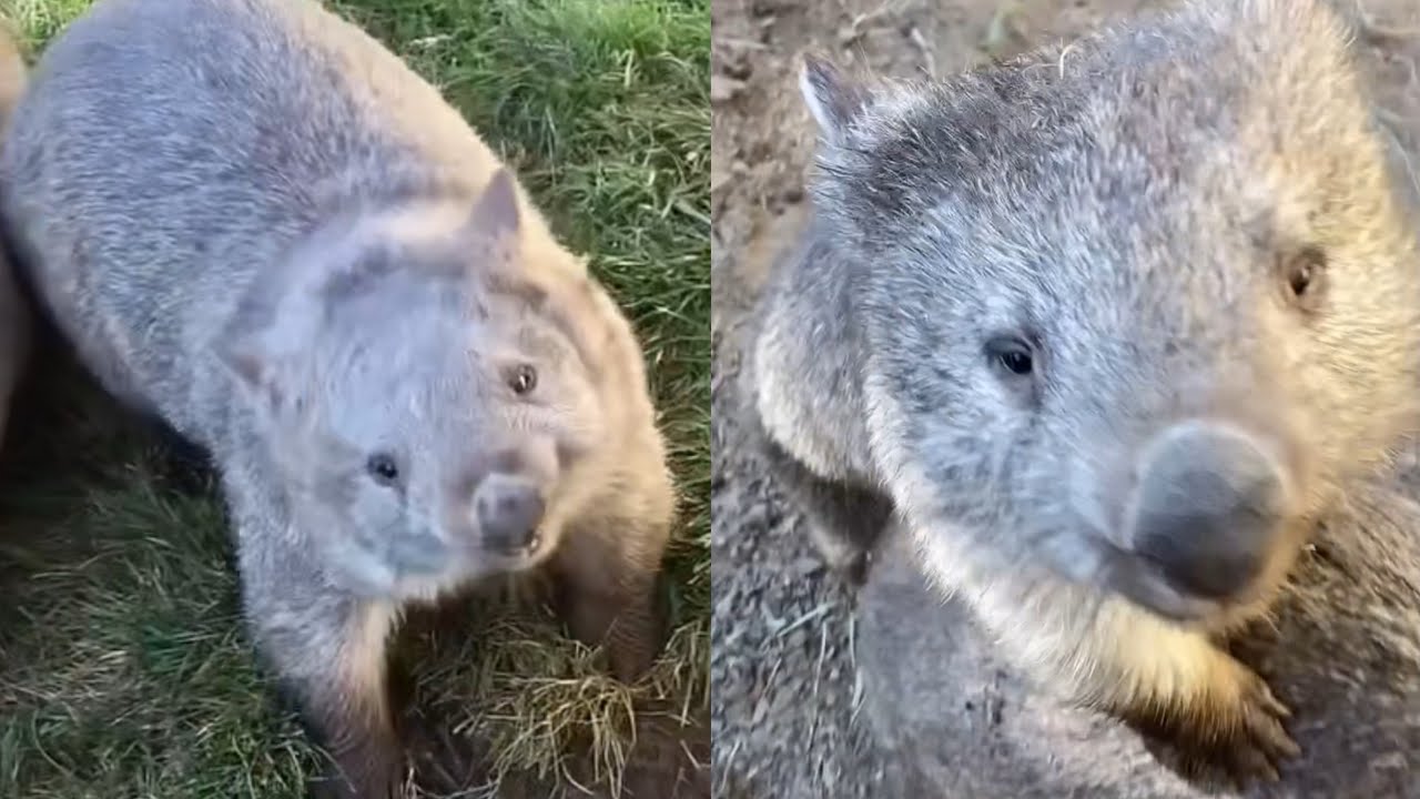 Adorable Wombat Playing In Zoo 🐨🐨🐨🐨🐨🐨 - YouTube