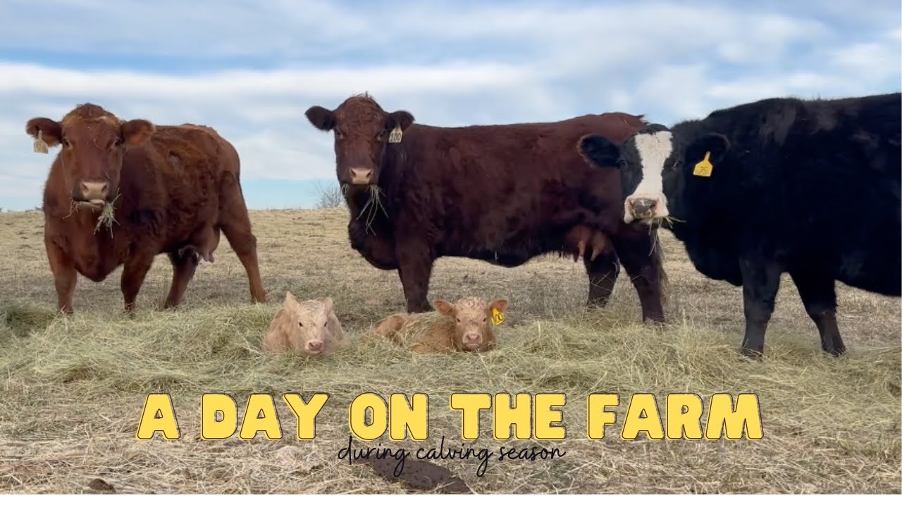 A DAY ON THE FARM | spend the day with us {2.10.24} - YouTube