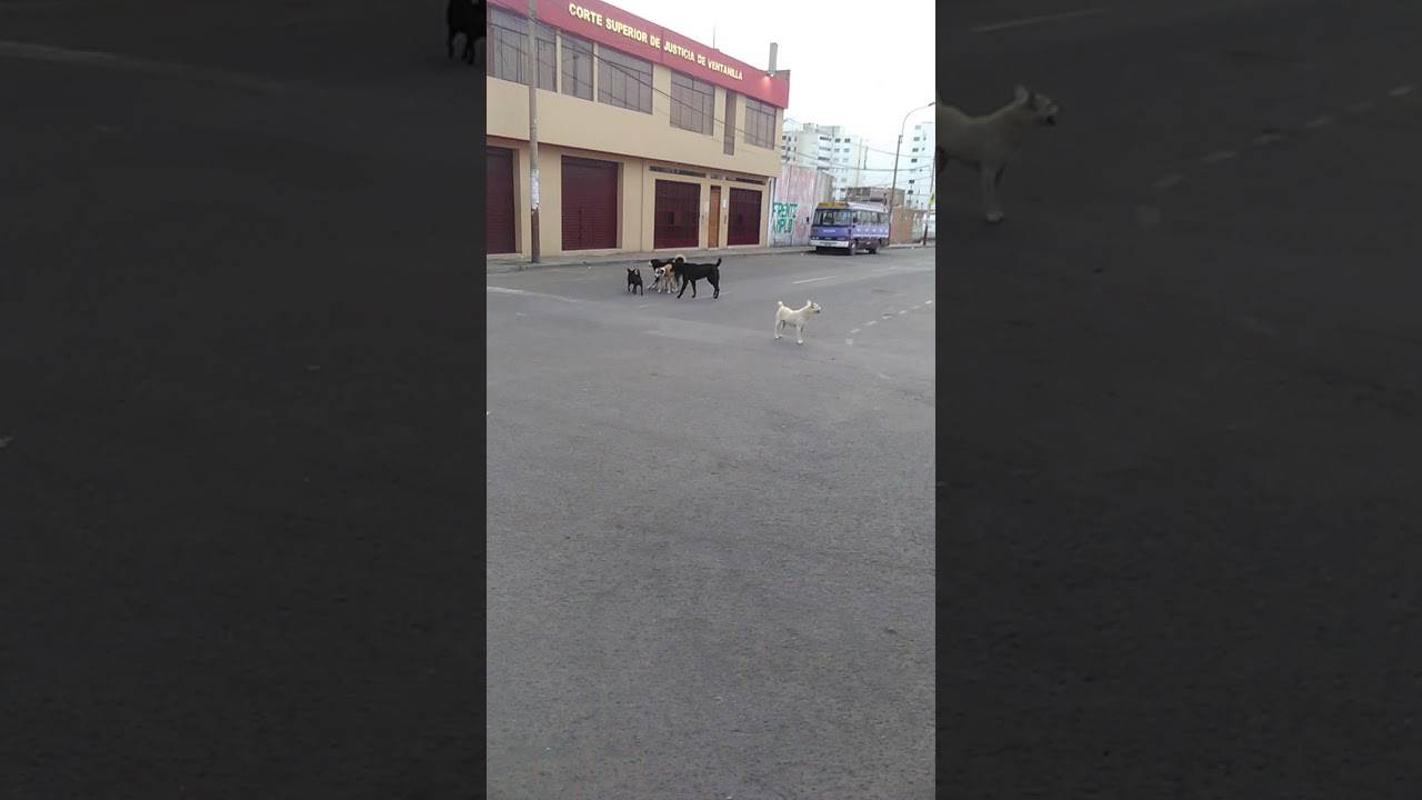 Dos perros montando al mismo tiempo a una perra. Solo en Ancon, Perú ...