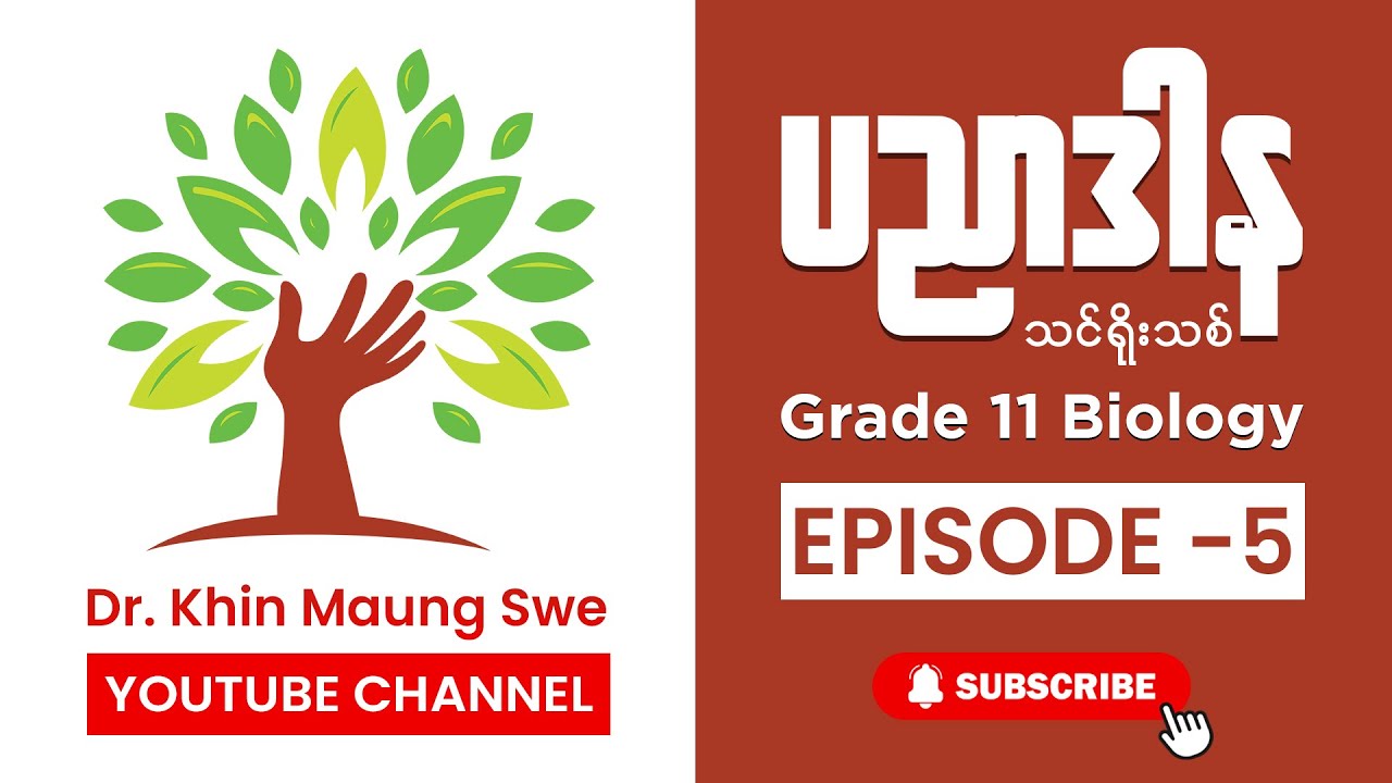 Grade 11 Biology (သင်ရိုးသစ်) ပညာဒါန Episode (5) - YouTube