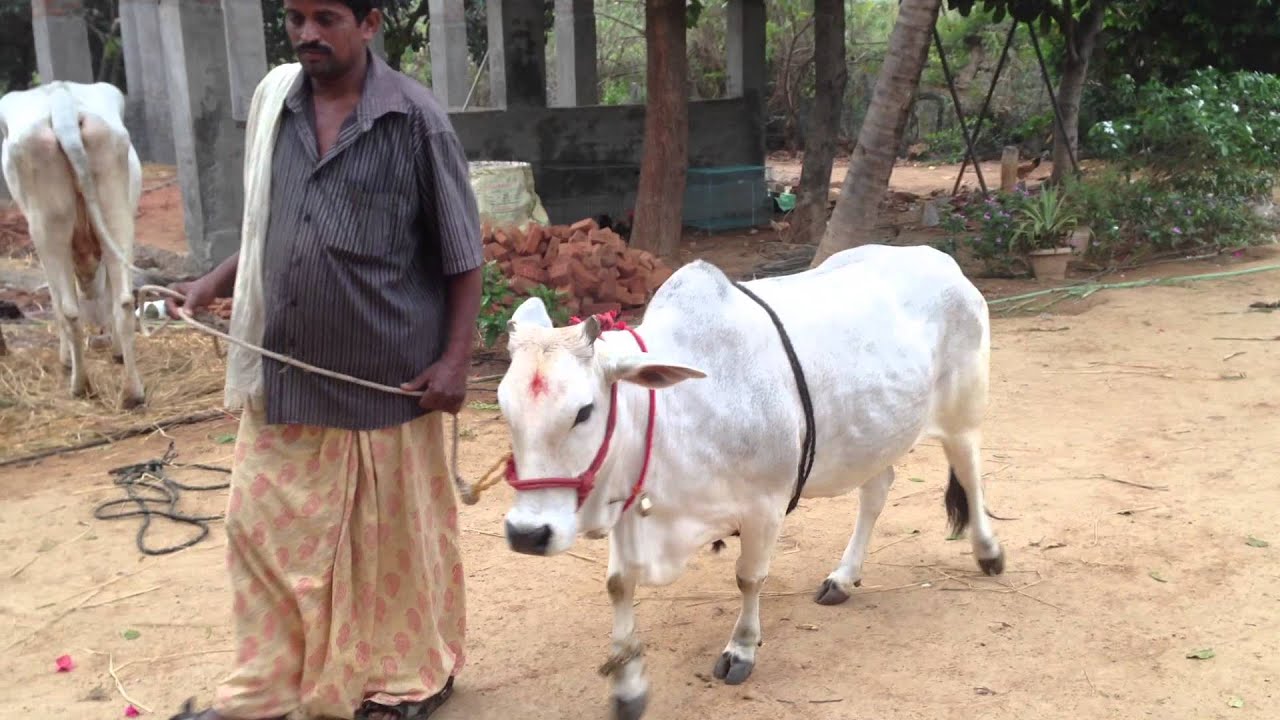 punganur cow - YouTube