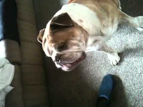 Karate bulldog - YouTube