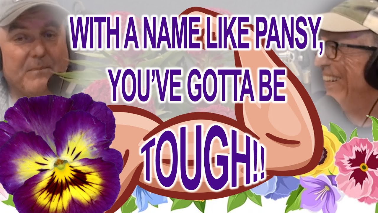 Pansies | With A Name Like Pansy, You've Gotta Be Tough!!! - YouTube
