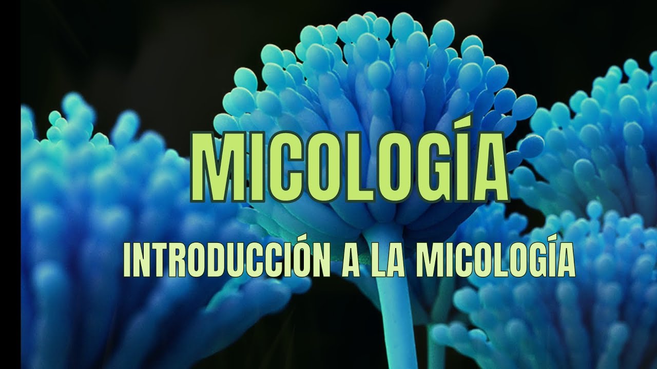 Introducción a la micología | Microbacter - YouTube