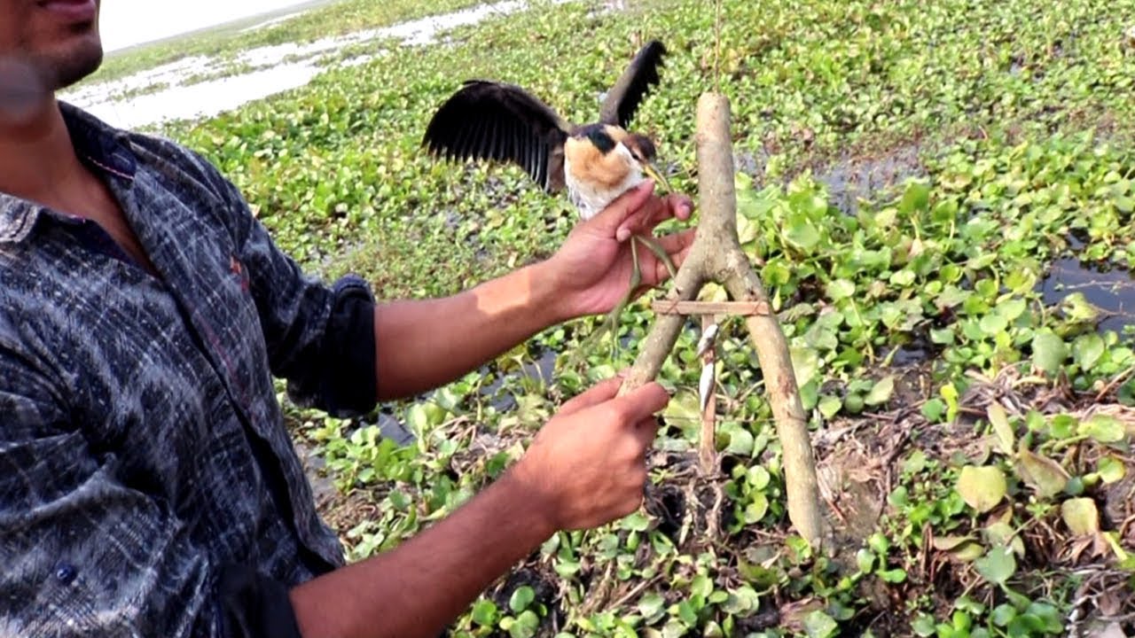 Bird Trap Technology-How To Catch Birds Using Awesome Quick Bird Traps ...