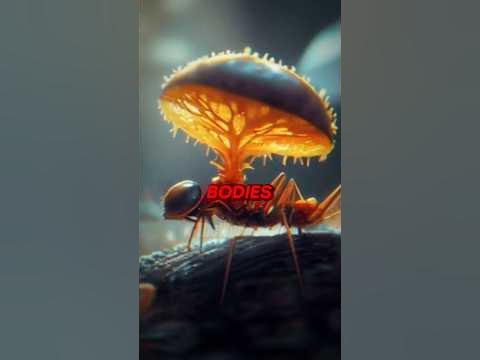 This Fungus Turns Ants Into Zombies! | #facts #animalfacts #weirdfacts ...