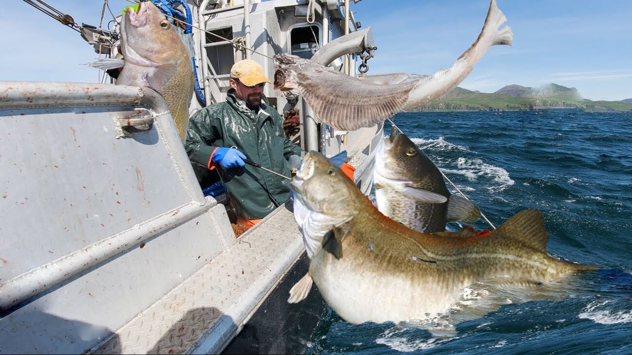 longline fishing, Commercial Fishermen Fishing Vessel - Catch a lot of ...
