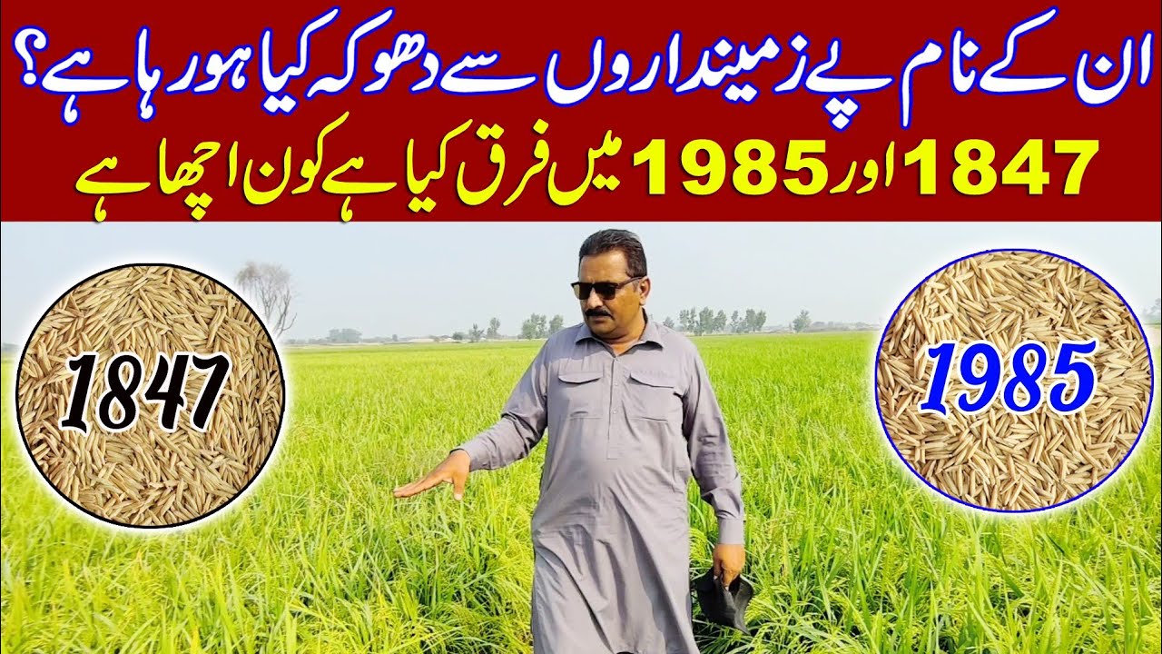 PB 1847 | PB 1985 rice crop in Pakistan | rice farming in🇵🇰 | Paddy ...