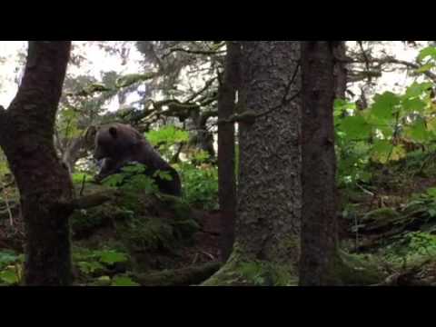 Kodiak bear on Afognak Island, Alaska - YouTube