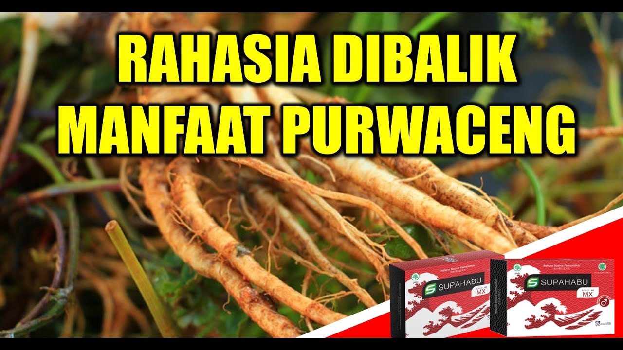 RAHASIA DIBALIK MANFAAT LUAR BIASA PURWACENG UNTUK KESEHATAN ANDA - YouTube