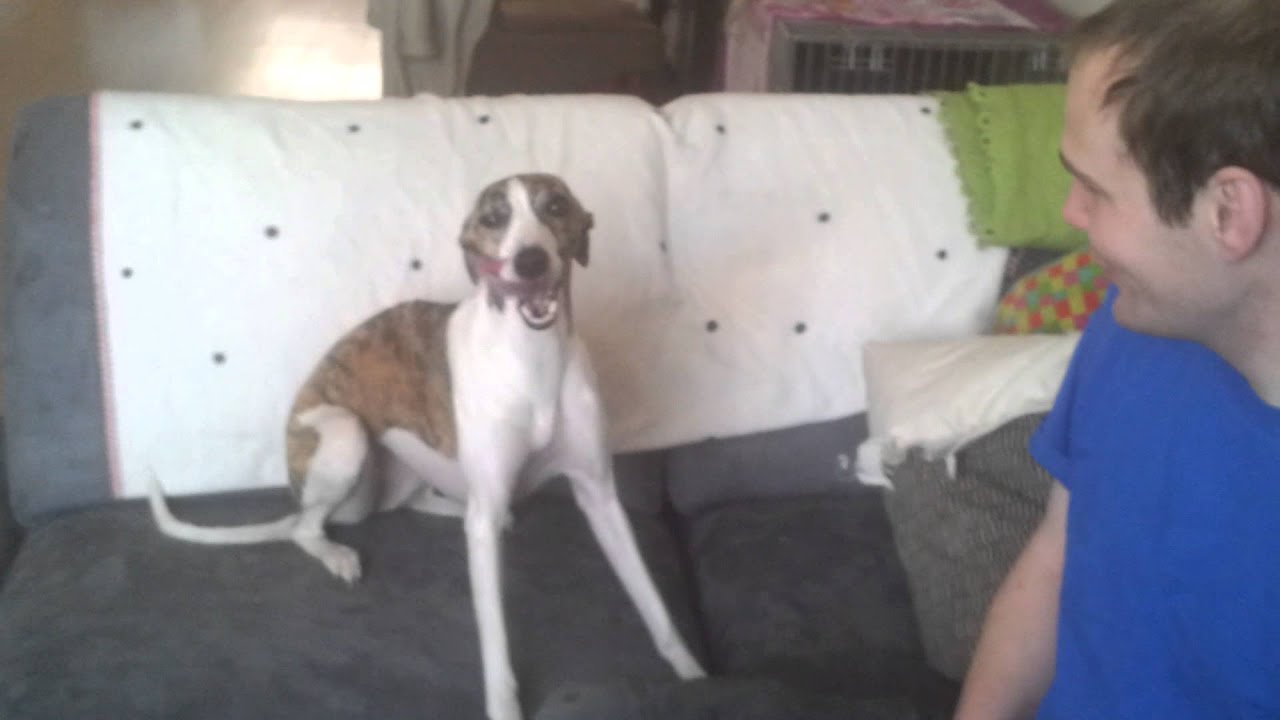 Very Excited Whippet!! - YouTube