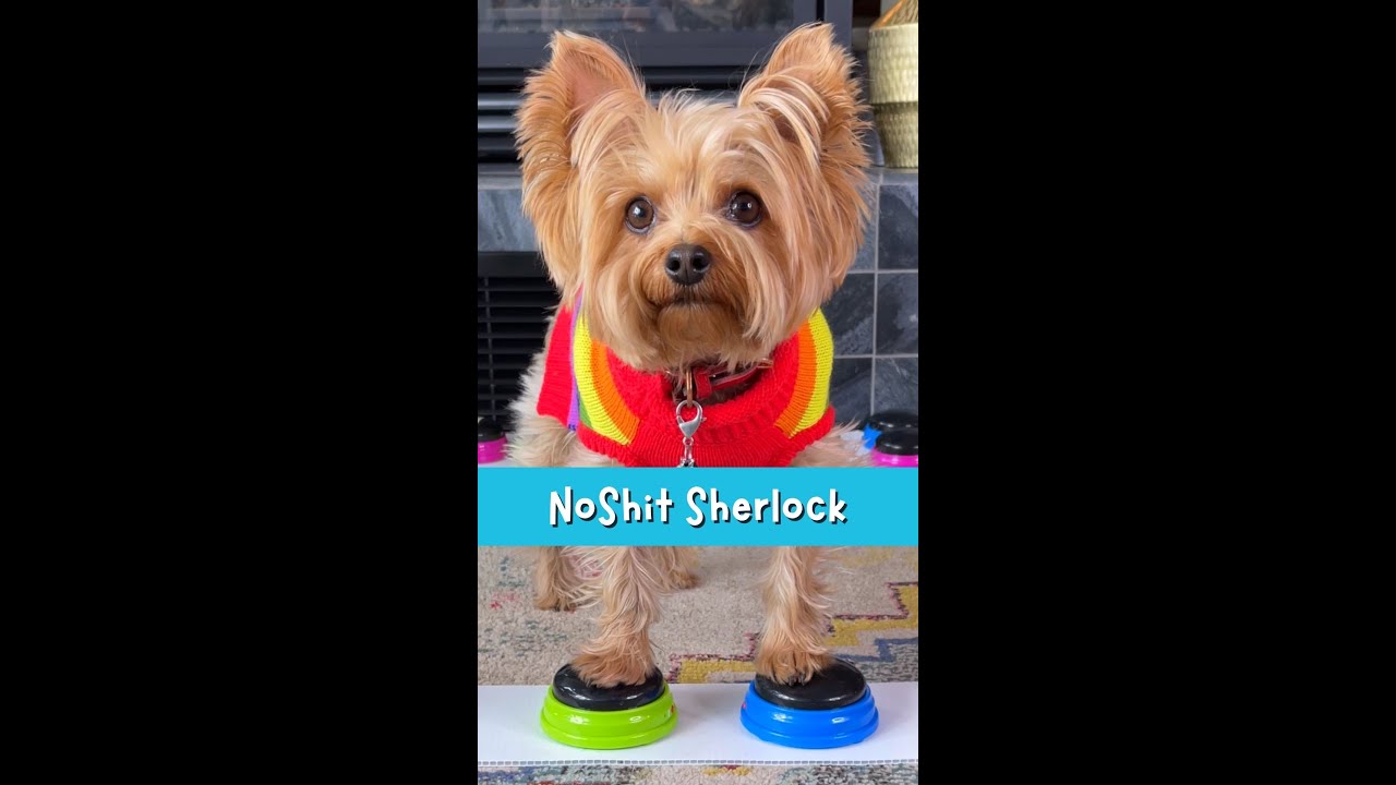 How to stop your dog from swearing - YouTube