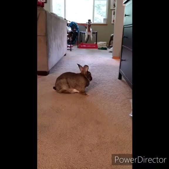 Meet our bunny brownie. He lives free range in our home.#bunny - YouTube