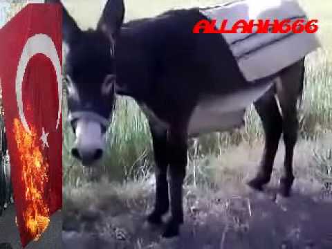 Turk Eşekin Gözyaşları Komik Eşek Şakası