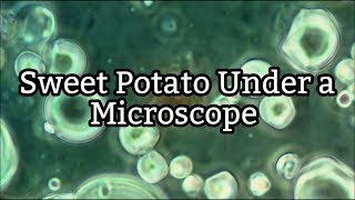 Potato Under Microscope