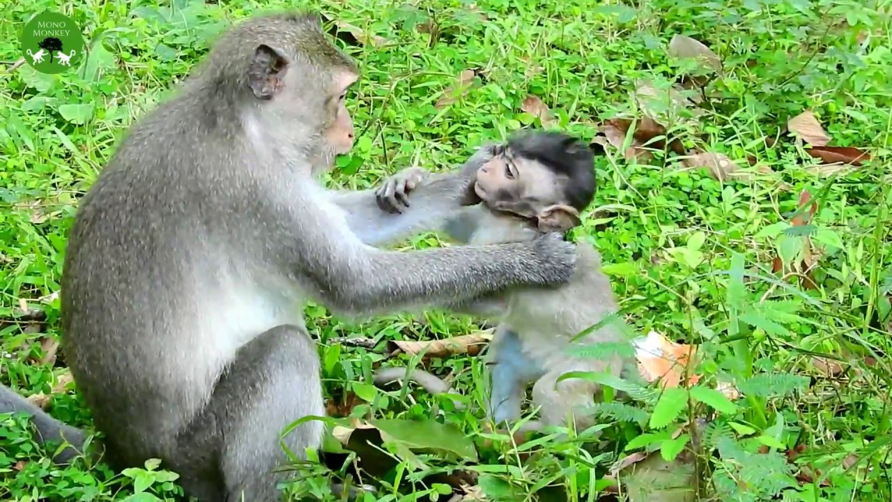 MUM ANGRY HER BABY ST1391 Mono Monkey - YouTube