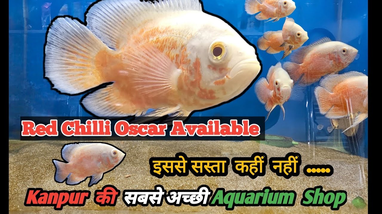 Red Chilli Oscar Available| Oscar Fish In Kanpur|Pet Shop In Kanpur ...