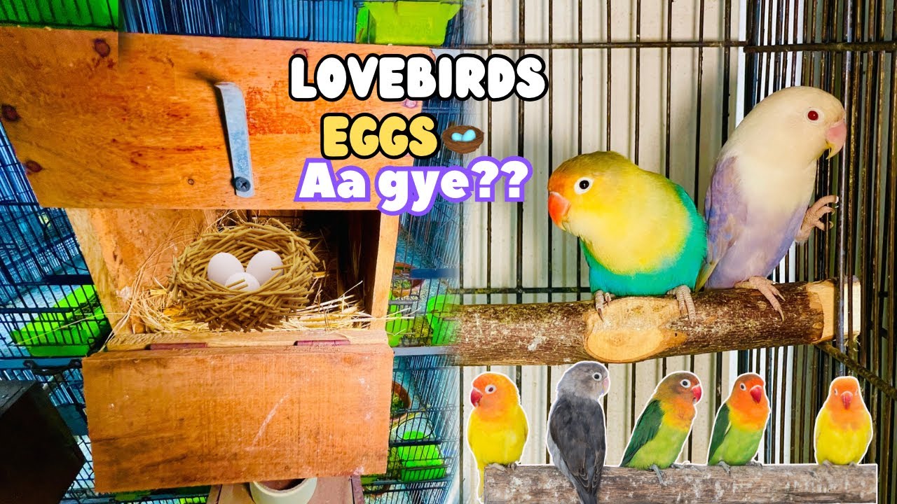 Love bird breeding tips || Love birds ne nest 🪺 complete kr liya hy ...