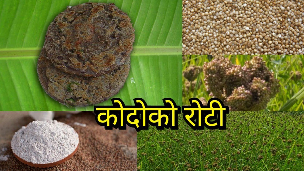 Kodo ko roti Yummy Nepali village food | Nepali flat bread | millet ...