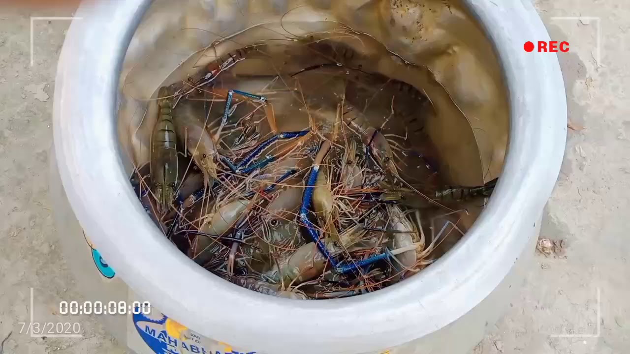 parawin fish - YouTube