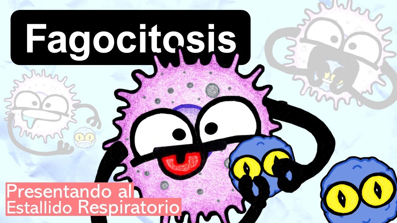 Fagocitosis y Estallido Respiratorio | Macrófagos y Neutrófilos - YouTube