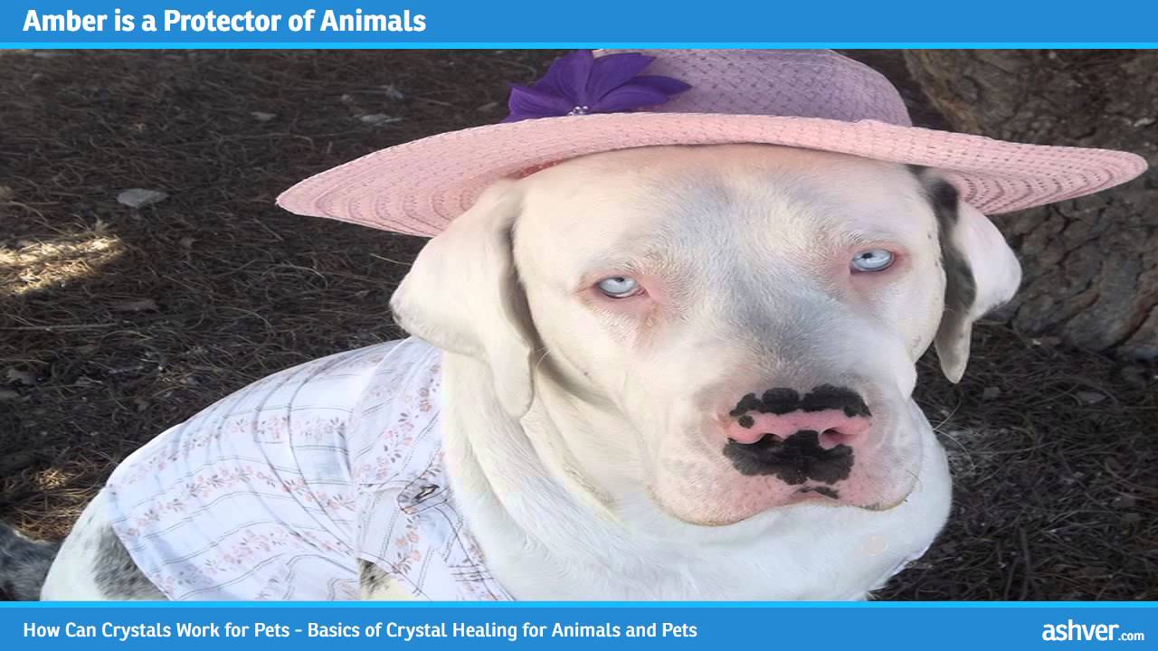 How Can Crystals Work for Pets - Basics of Crystal Healing for Animals ...