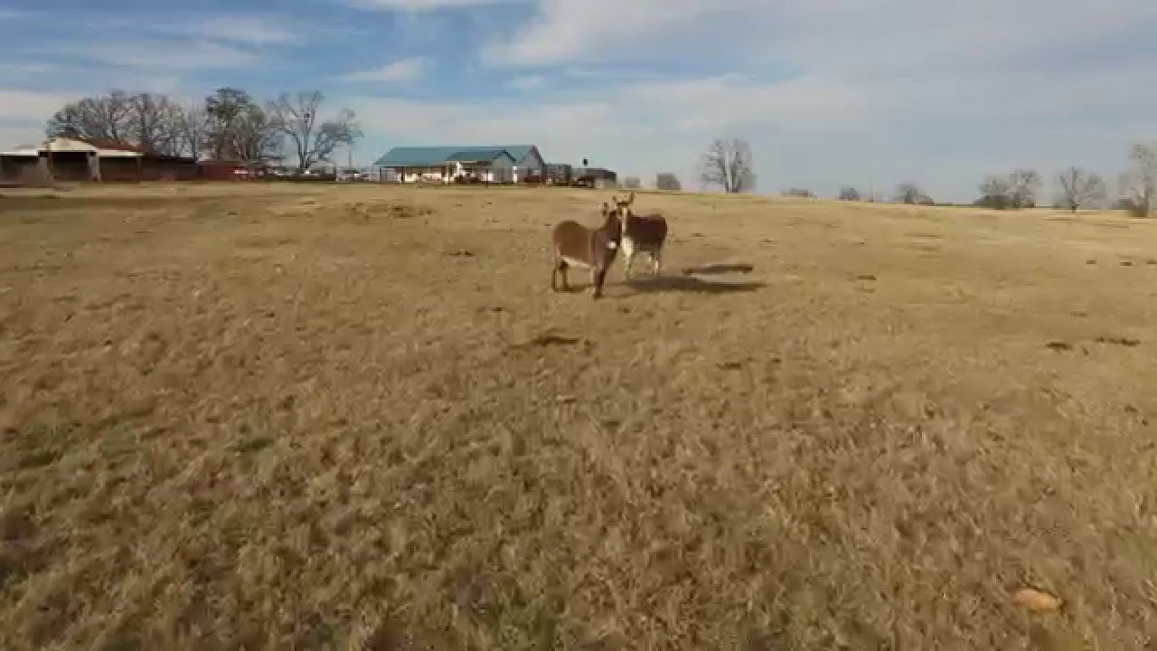 When donkeys fly? - YouTube