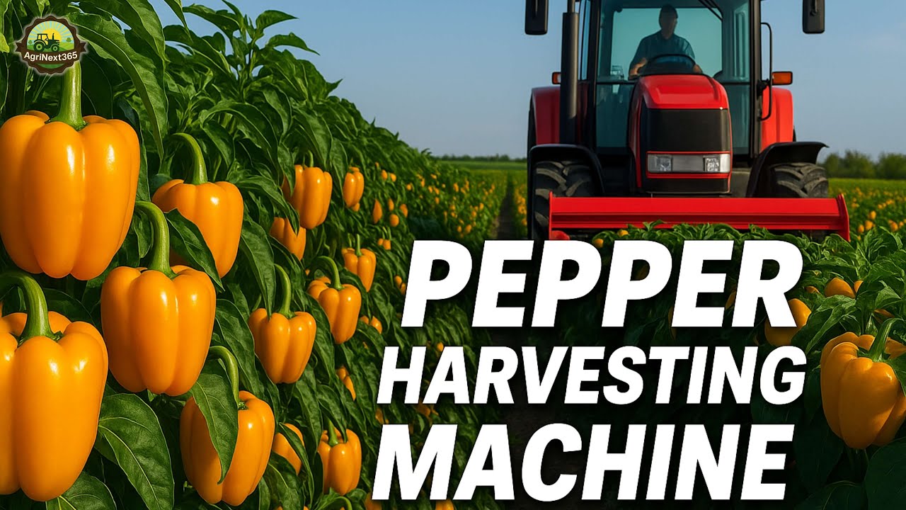 How Millions of Bell Peppers Are Harvested by Machines Every Day ...