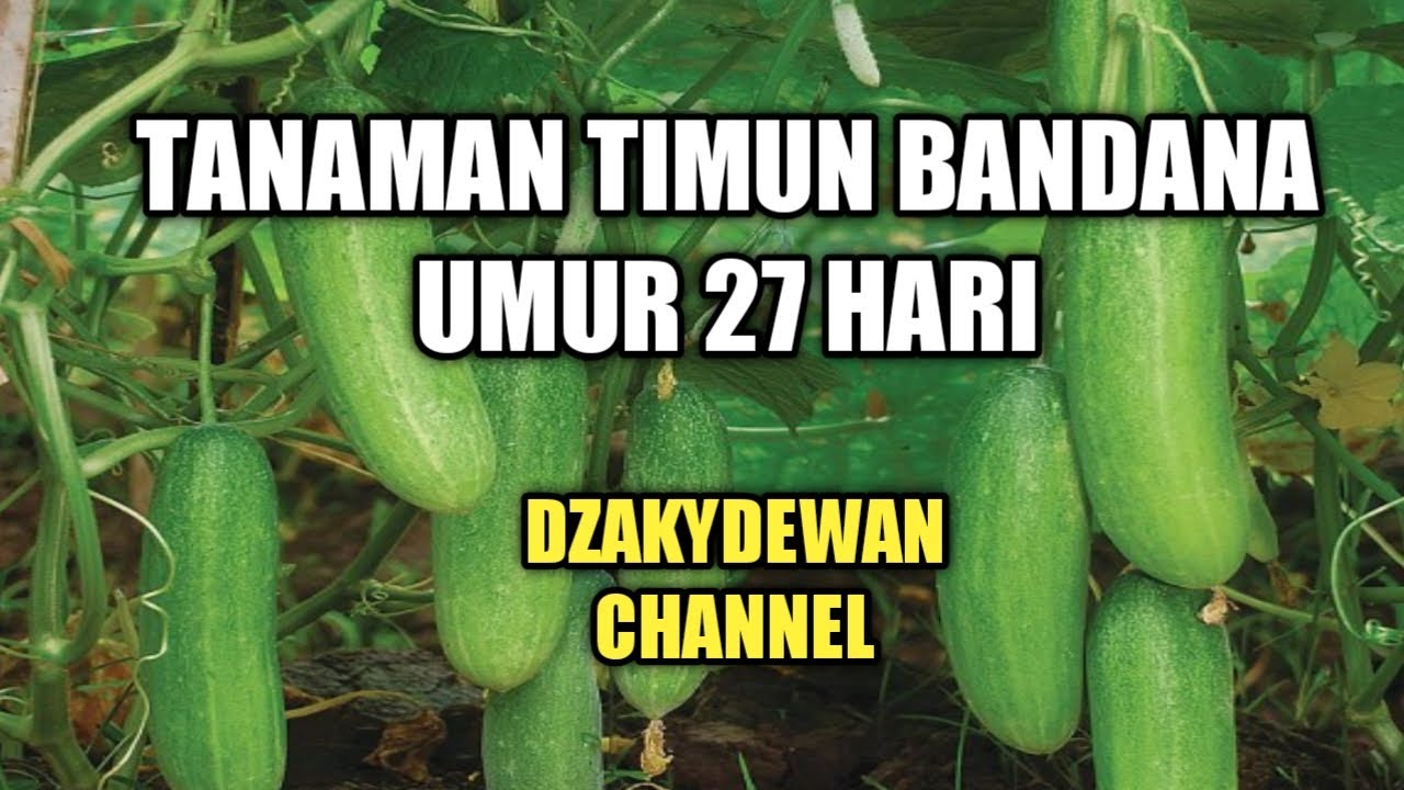Tanaman Timun Bandana F1 Pak Sunhaji - YouTube
