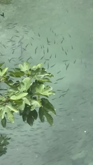 Fish 🐟 River Bregava ☀️ ️#fishing #nature #birds #river #fish - YouTube