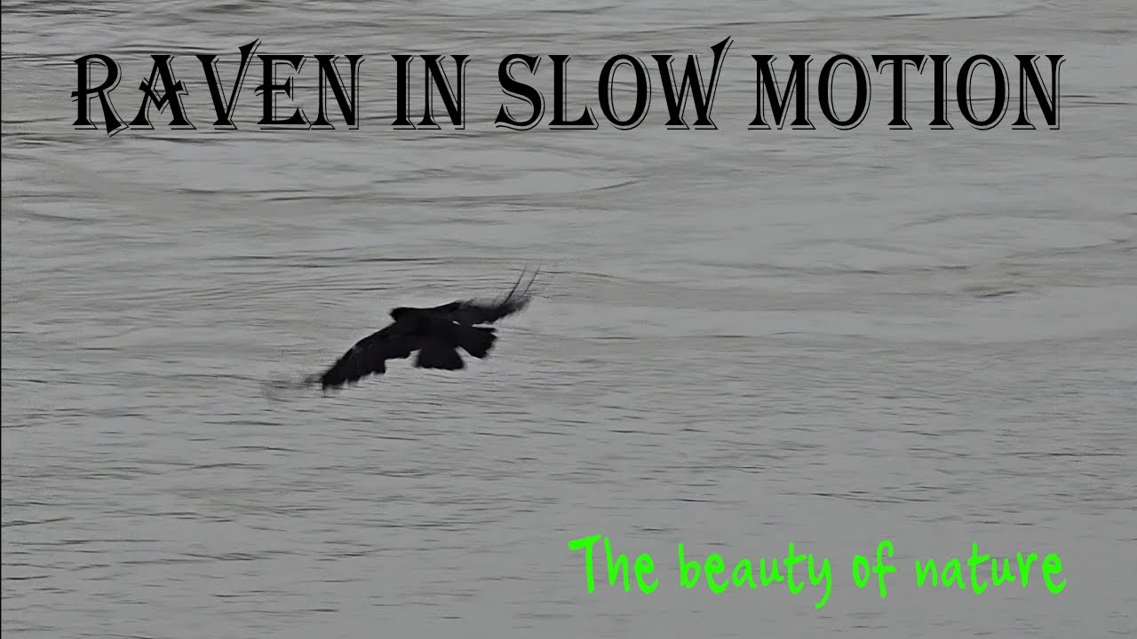 Raven flies in slow motion over a river / beautiful black raven in ...