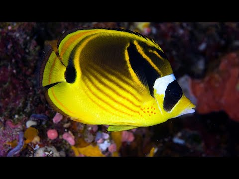 Species profile: Kikakapu kapuhili - YouTube