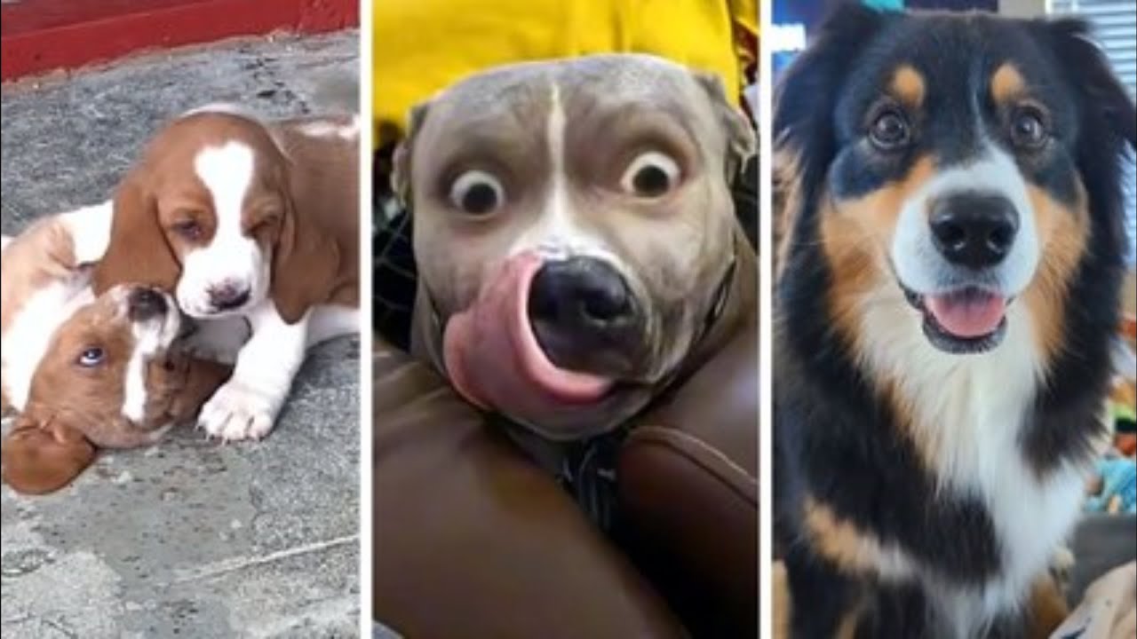 Baby dogs-Cute and funny dog videos compilation l ADNAZ PETS - YouTube