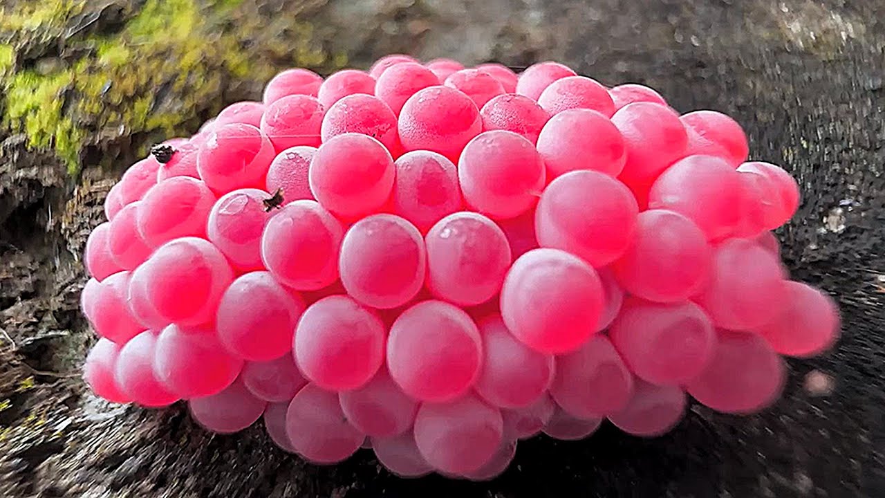 Asmr Crushed Snail Eggs Apple Snail Eggs Asmr 🐌02 Youtube