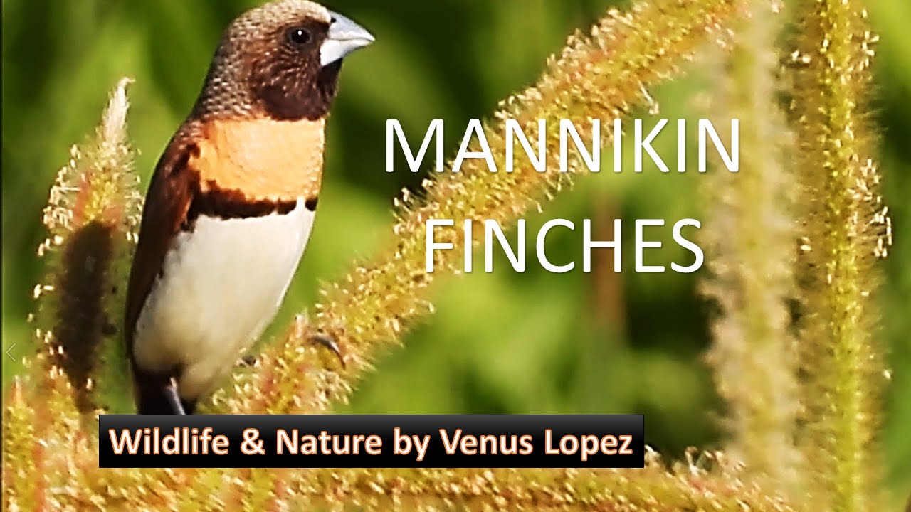 Chestnut-breasted Mannikin | Birding Australia | Venus Lopez - YouTube