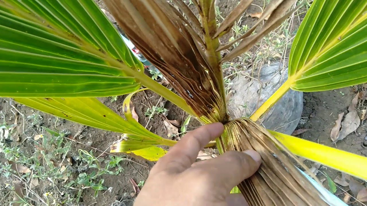 Pests destroy coconuts - YouTube