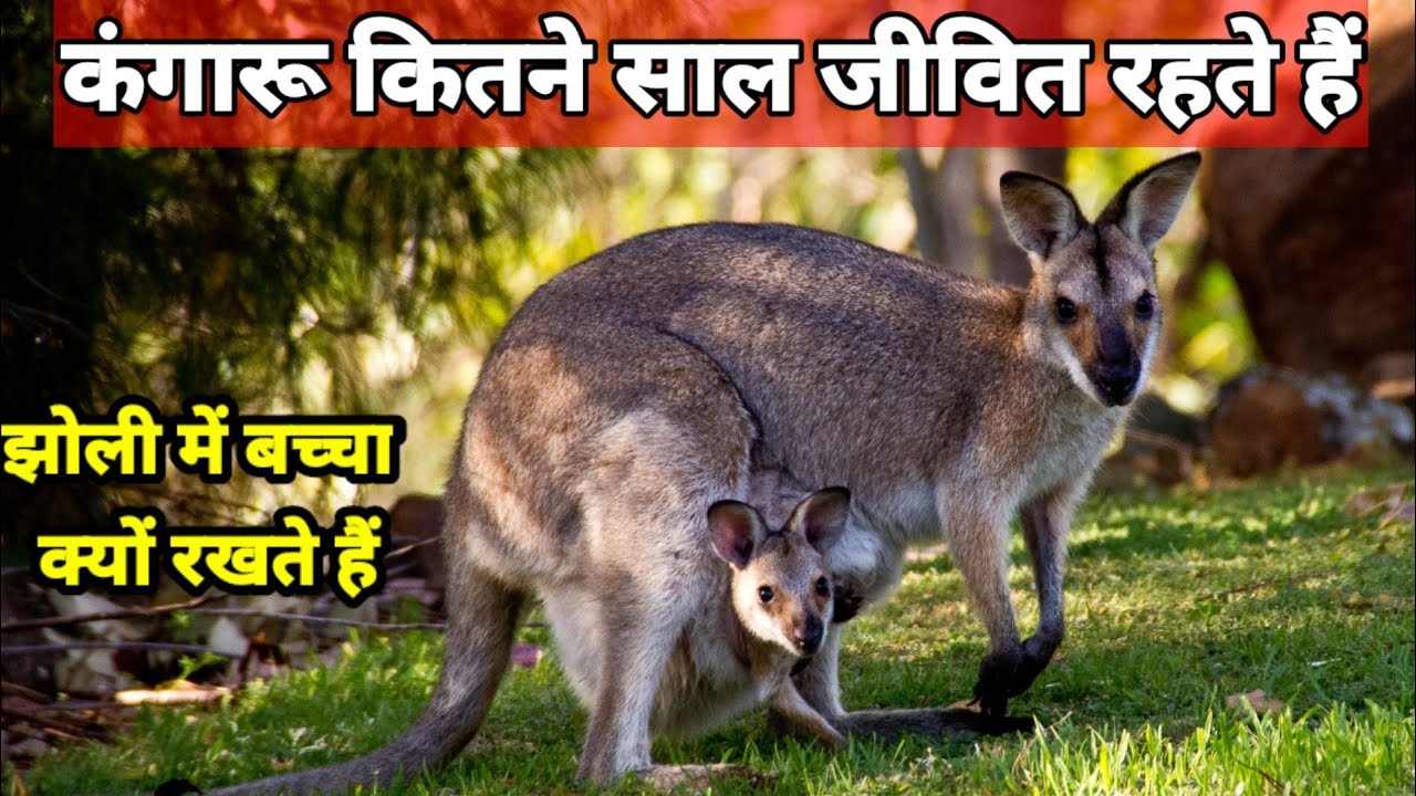 कंगारू के बारे में रोचक जानकारी | Kangaru | Kangaroo Baby | Animals ...
