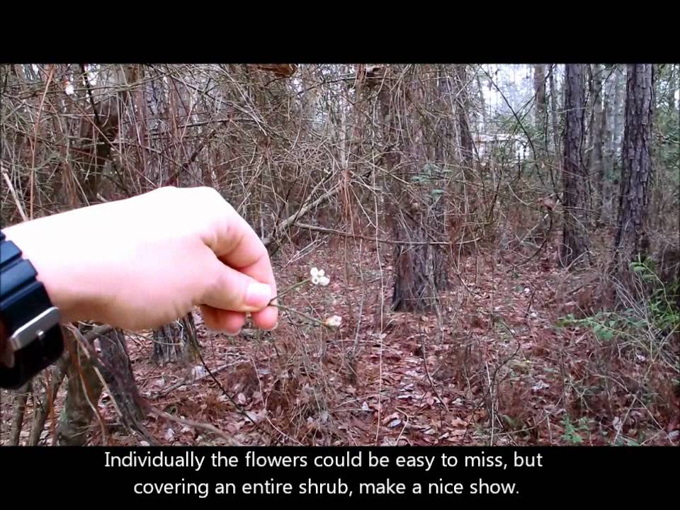 Vaccinium elliottii (Elliott's blueberry) blooming at the Crosby ...