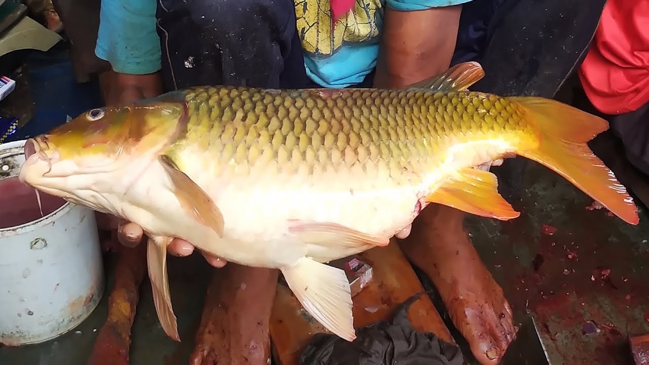 amazing golden carp fish cutting skill 👍 - YouTube