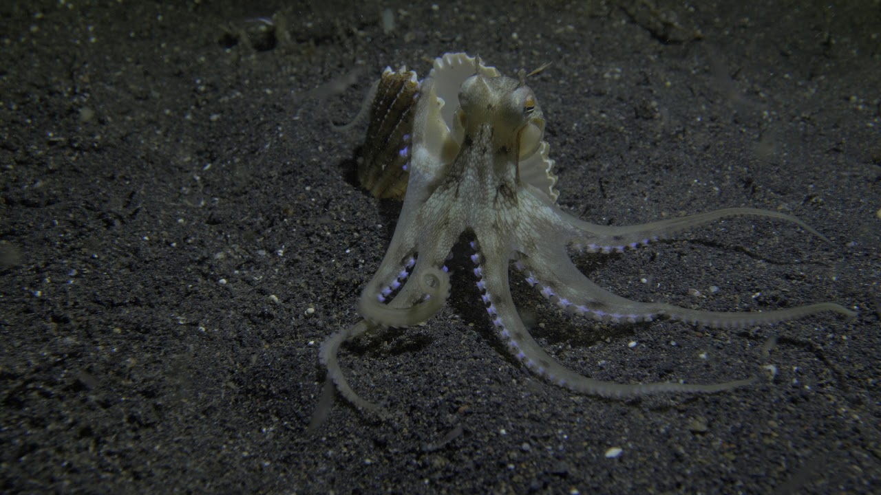 Disco Dancing Octopus! - YouTube