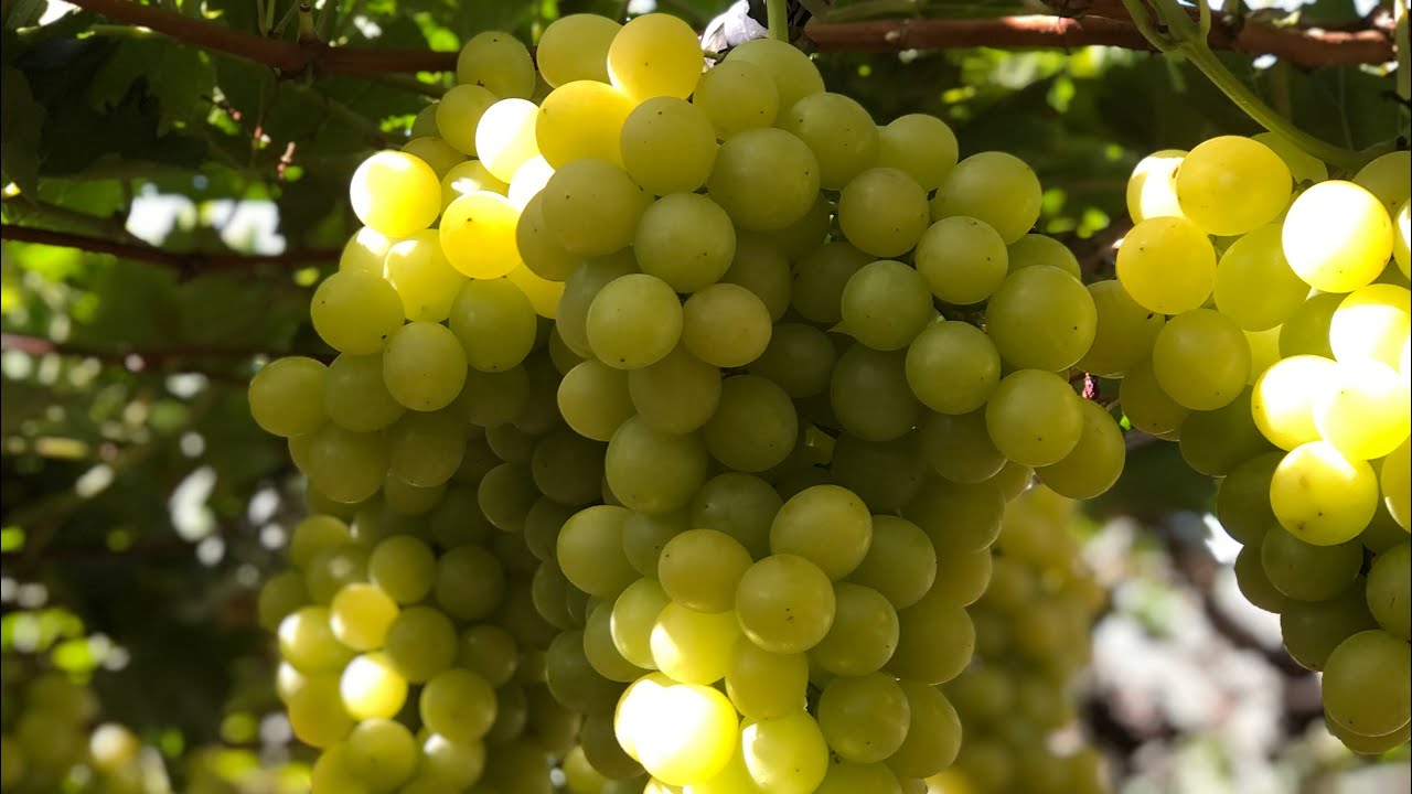 Explicando os ciclos da uva Itália!! - YouTube