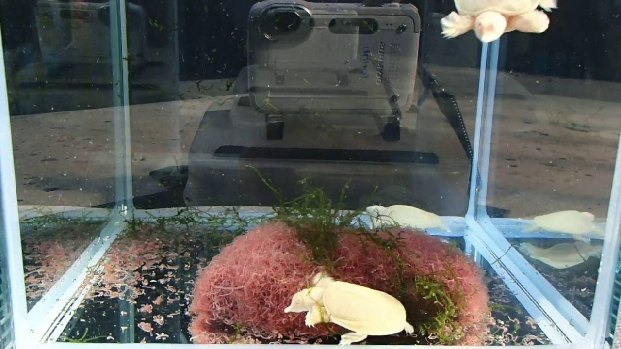 albino mega worm Warning snapping white ？ tubifex イトメ イトミミズ 大量 アルビノ ...